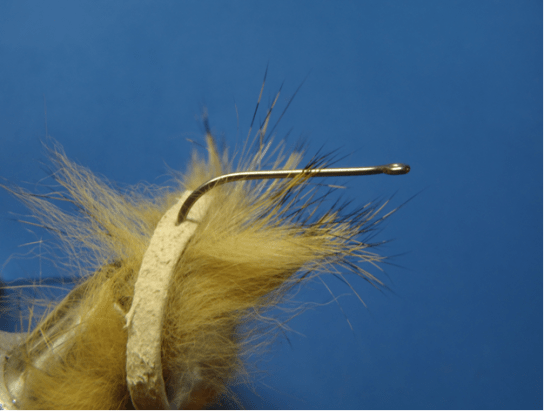 Legged Mud Minnow SBS | Mountains to Marsh