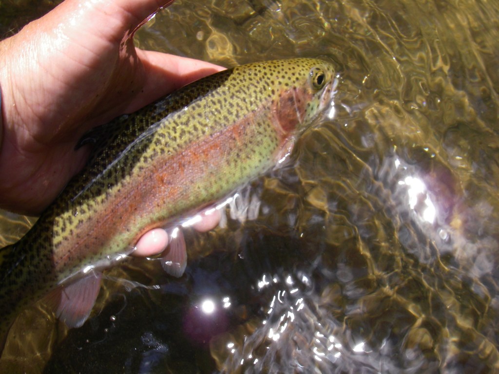 North Georgia trip recap – Day 1 | Mountains to Marsh