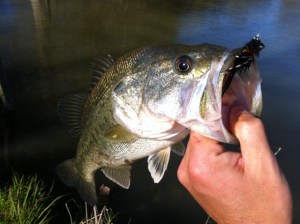 Bass Bully variant | Mountains to Marsh