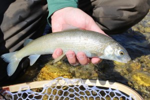 Salmonid ID and Species List | Mountains to Marsh