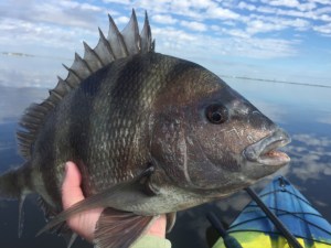 Saltwater Fish | Mountains to Marsh