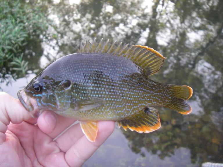 Sunfish ID and Species List | Mountains to Marsh