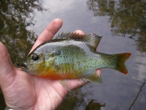 Sunfish ID and Species List | Mountains to Marsh