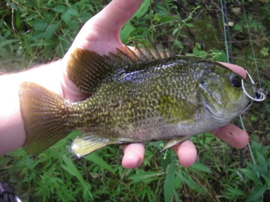Sunfish ID and Species List | Mountains to Marsh
