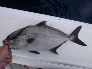 Saltwater Fish | Mountains to Marsh