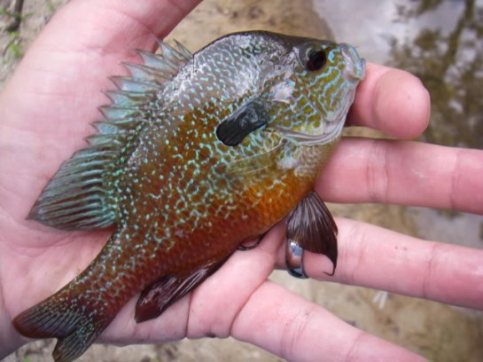 Sunfish ID and Species List | Mountains to Marsh