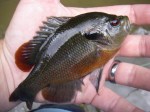 Sunfish ID and Species List | Mountains to Marsh