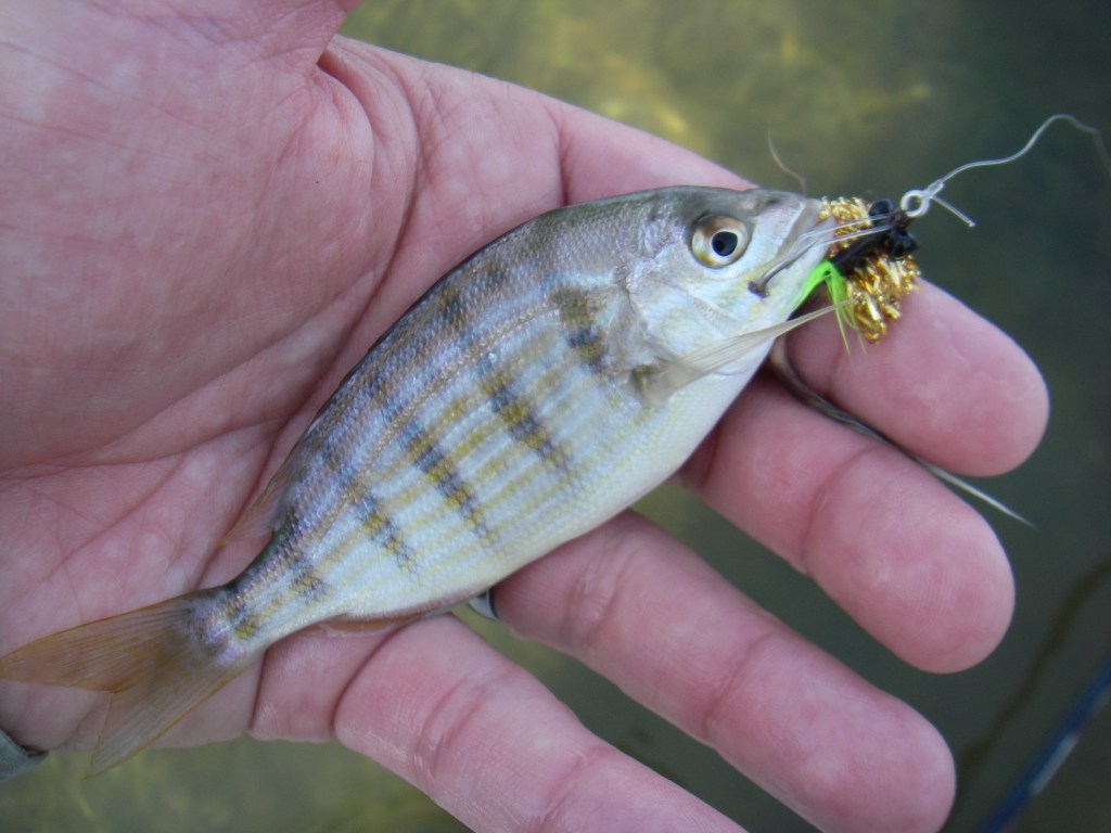 Saltwater Fish | Mountains to Marsh