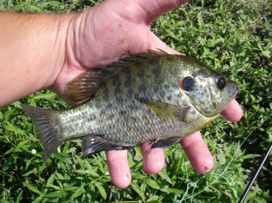 Sunfish ID and Species List | Mountains to Marsh