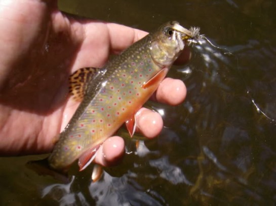 Salmonid ID and Species List | Mountains to Marsh