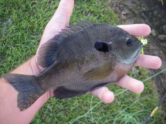 Sunfish ID and Species List | Mountains to Marsh