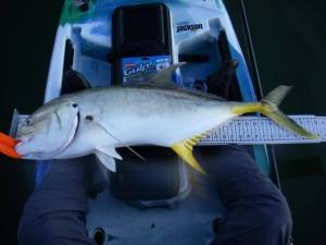 Saltwater Fish | Mountains to Marsh