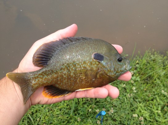 Summer Bream | Mountains to Marsh