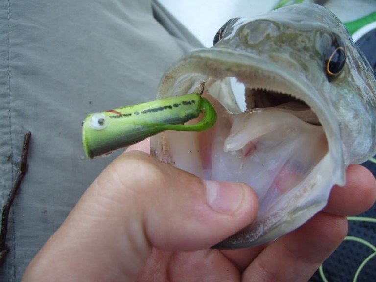 The fly rod spotted bass record revisited | Mountains to Marsh