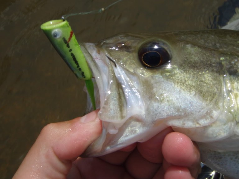The fly rod spotted bass record revisited | Mountains to Marsh