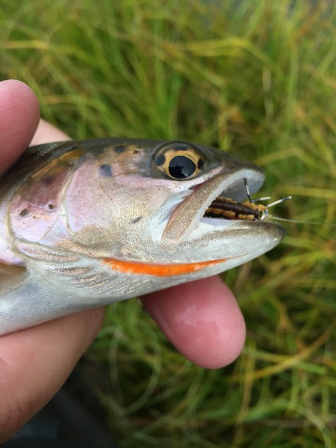 Wyoming Cutt Slam Trip – Day 1 | Mountains to Marsh