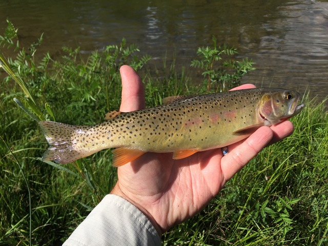 Wyoming Cutt Slam Trip – Day 4 | Mountains to Marsh