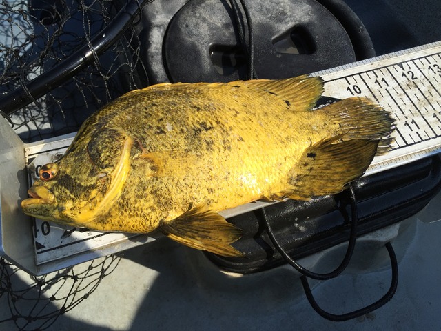 A Labor Day fishing report | Mountains to Marsh