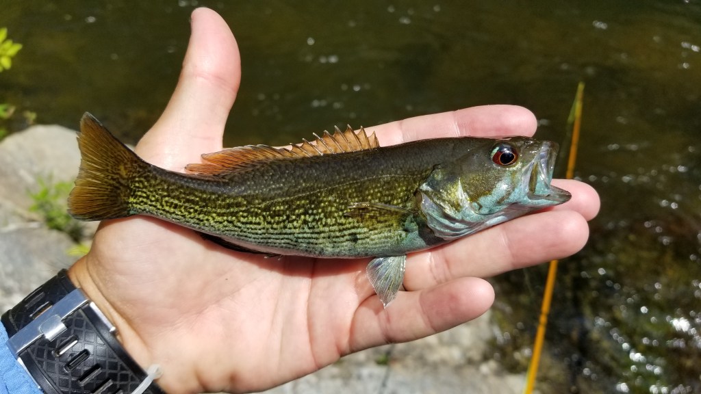 Alabama Redeye Bass Trip – Coosa Bass | Mountains to Marsh