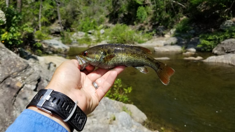 Alabama Redeye Bass Trip – Coosa Bass | Mountains to Marsh