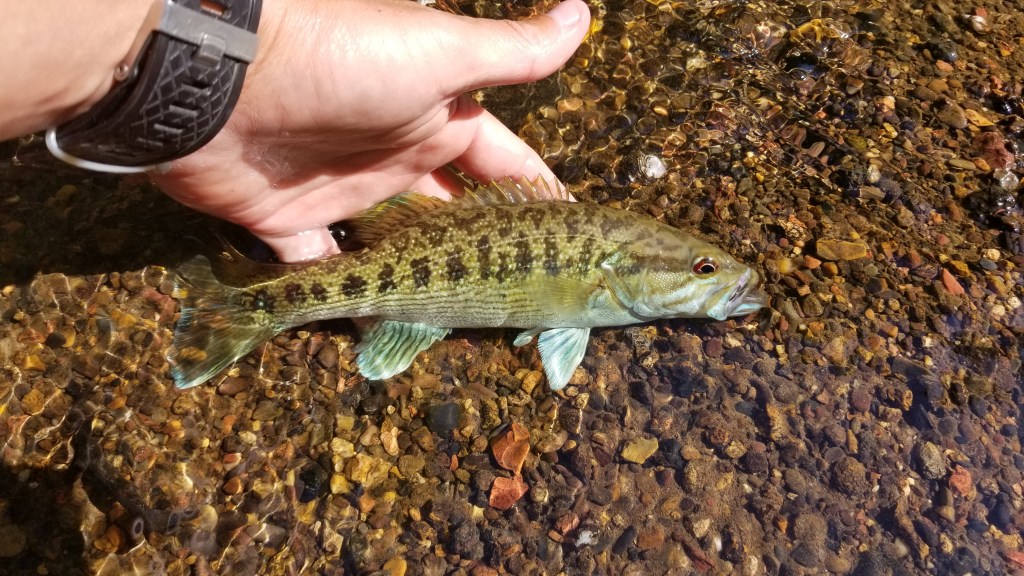 Sunfish ID and Species List | Mountains to Marsh