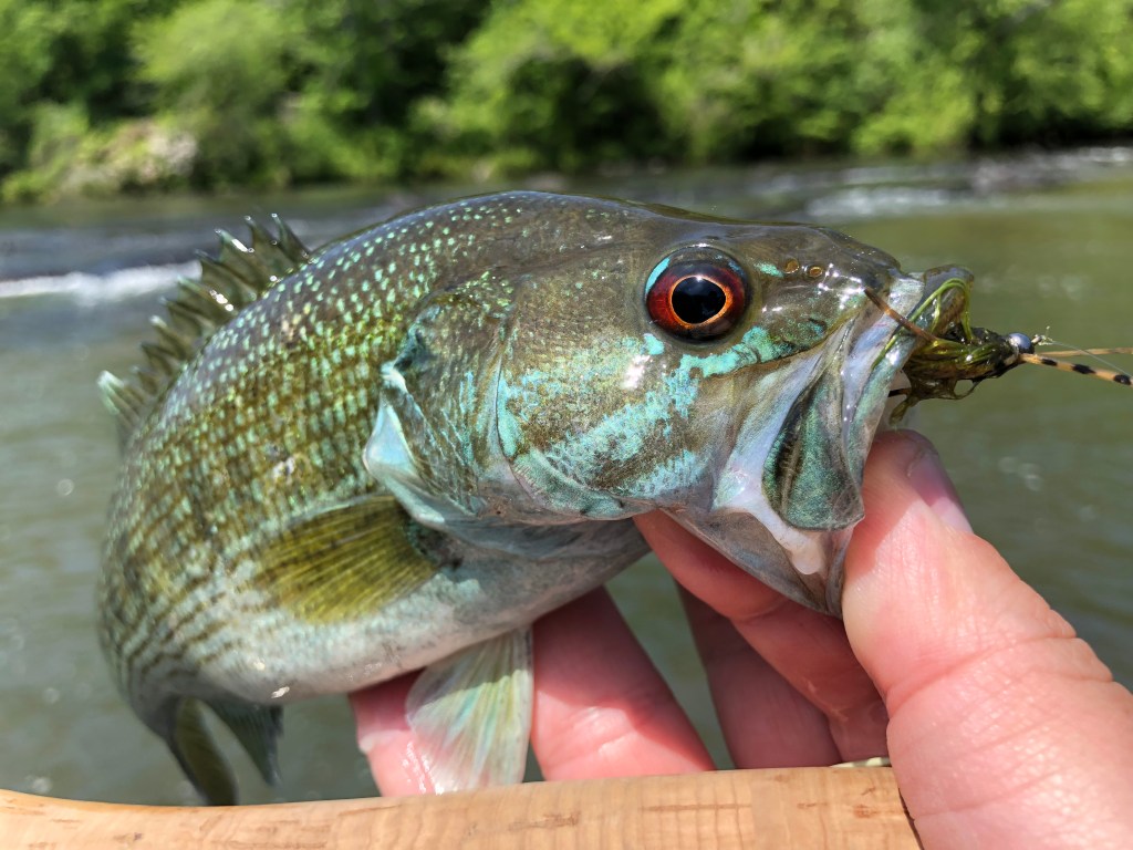 Alabama Redeye Bass Trip – Tallapoosa Bass | Mountains to Marsh