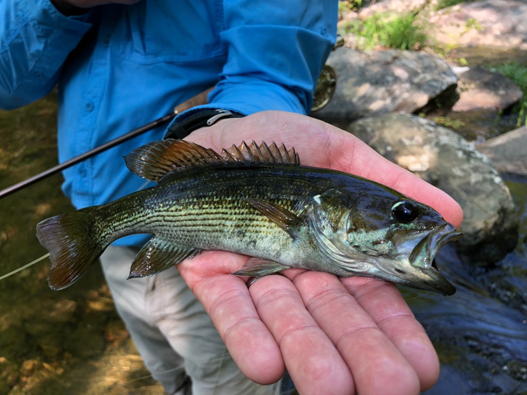 Sunfish ID and Species List | Mountains to Marsh