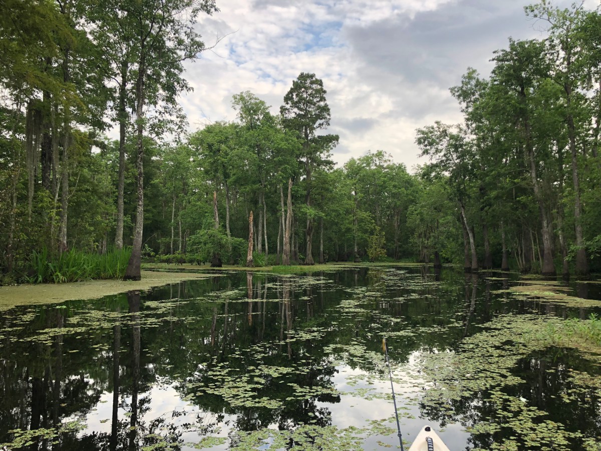 Maurepas Swamp | Mountains to Marsh