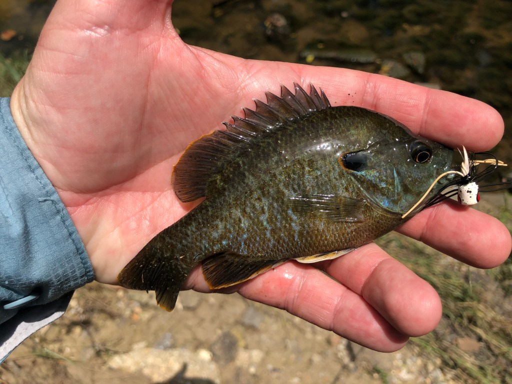 Ditch fish | Mountains to Marsh