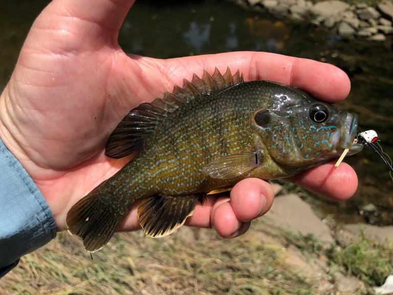 Ditch fish | Mountains to Marsh