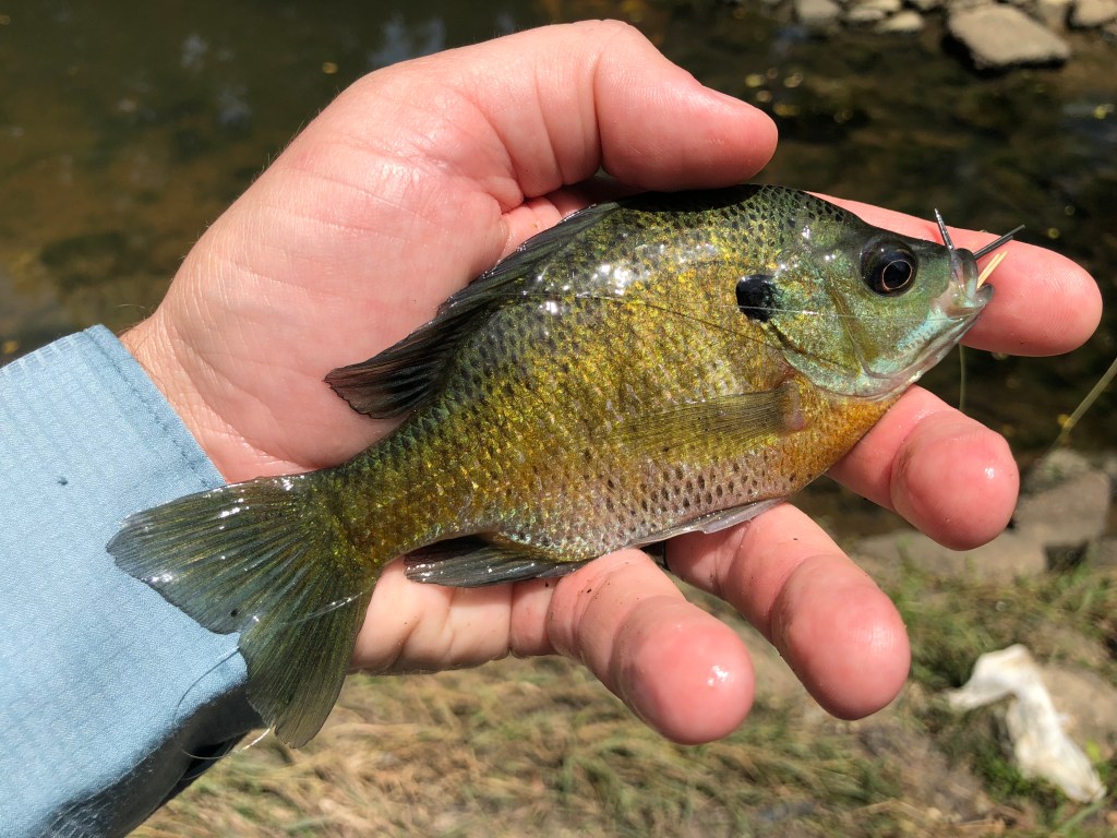 Ditch fish | Mountains to Marsh