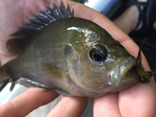 Sunfish ID and Species List | Mountains to Marsh