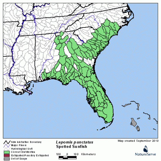 Sunfish ID and Species List | Mountains to Marsh