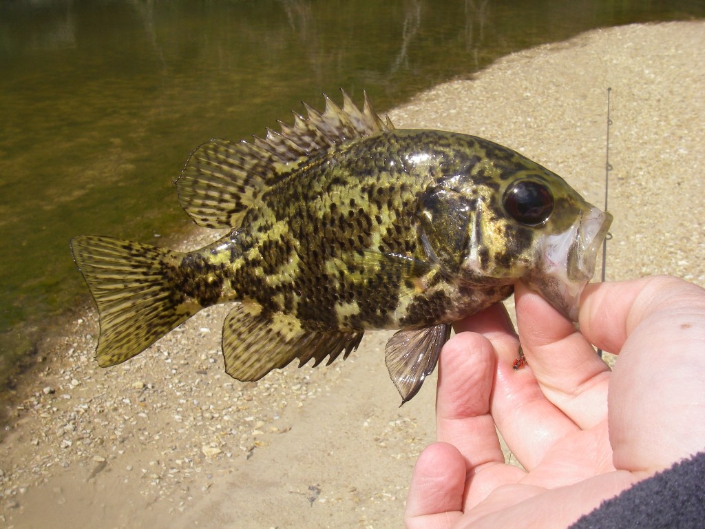 Shadow Bass | Mountains to Marsh