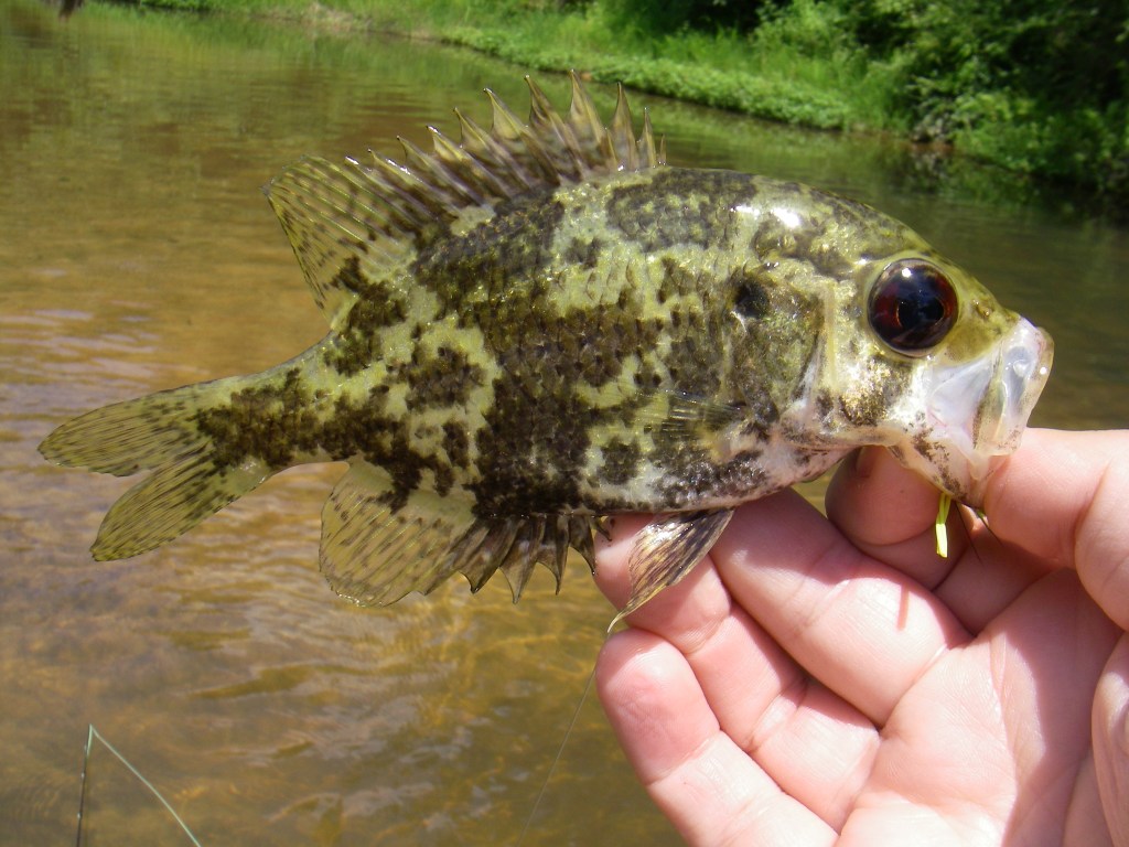 Shadow Bass | Mountains to Marsh
