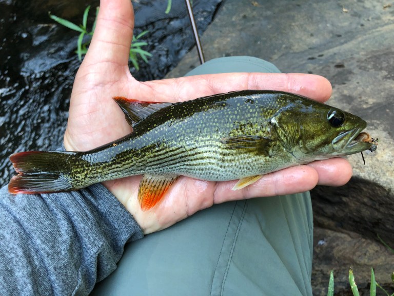 Sunfish ID and Species List | Mountains to Marsh