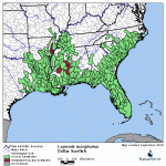 Sunfish ID and Species List | Mountains to Marsh