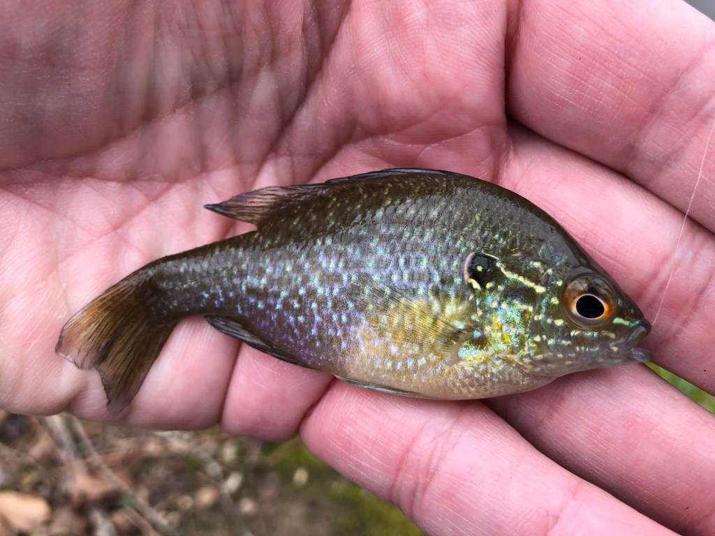 Sunfish ID and Species List | Mountains to Marsh