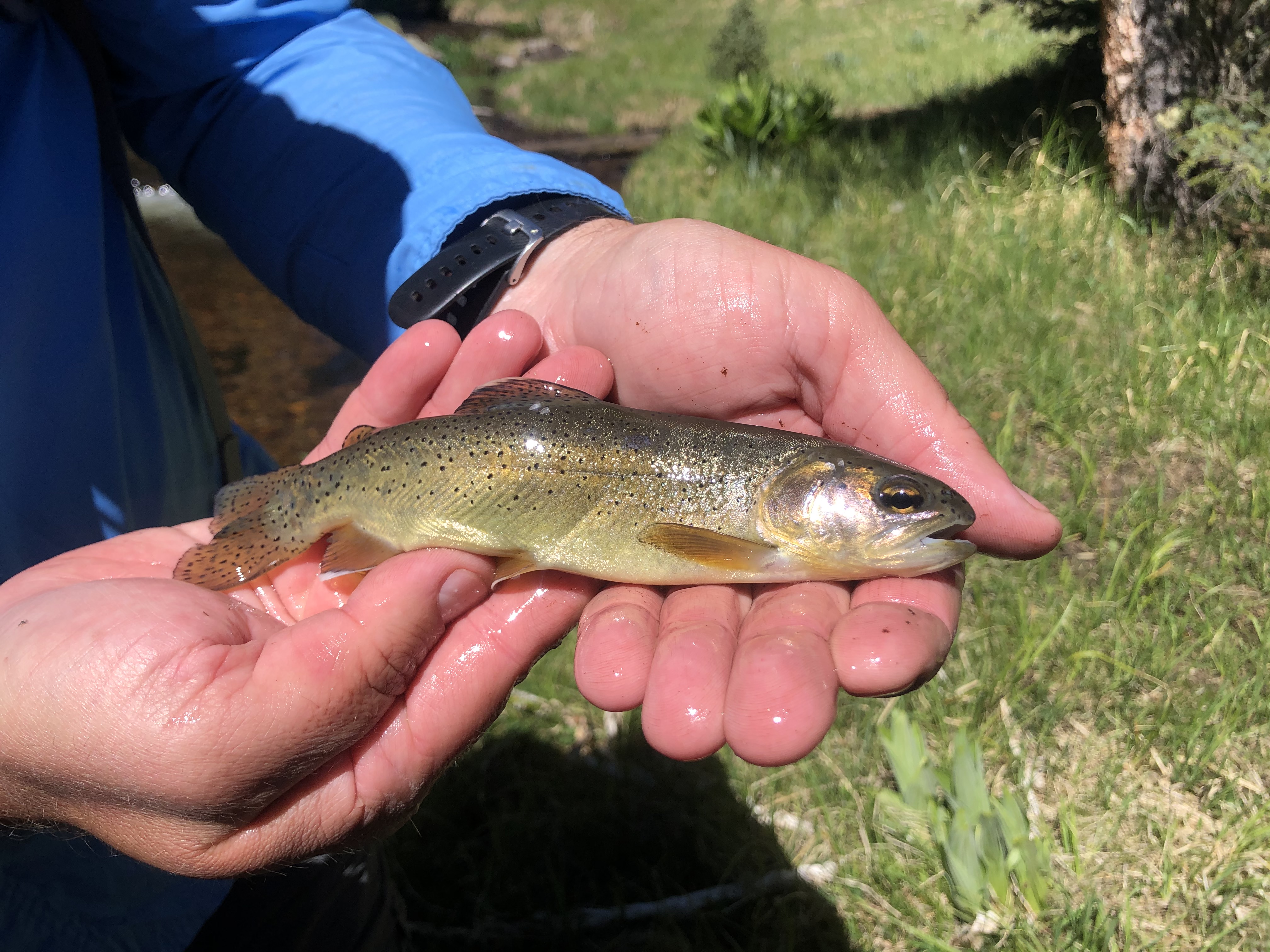 Salmonid ID and Species List | Mountains to Marsh