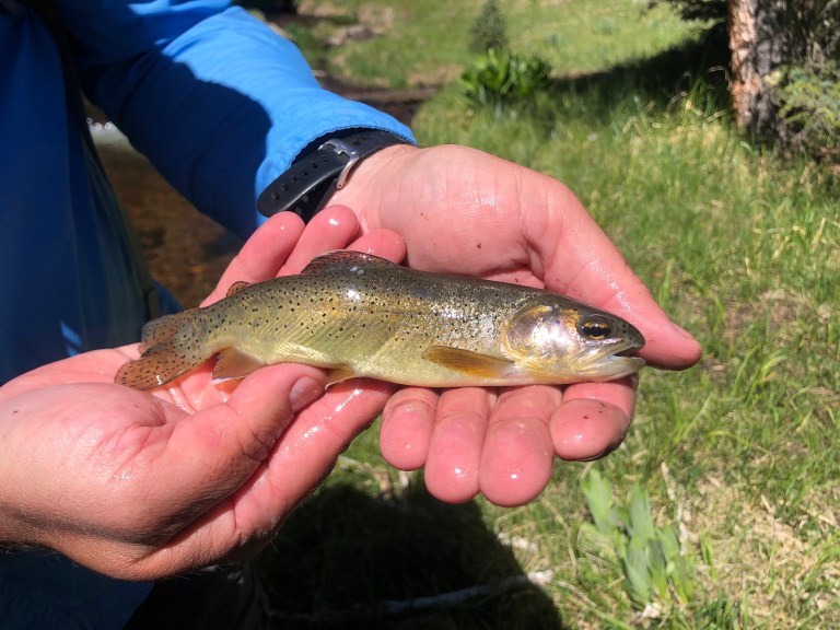 Salmonid ID and Species List | Mountains to Marsh