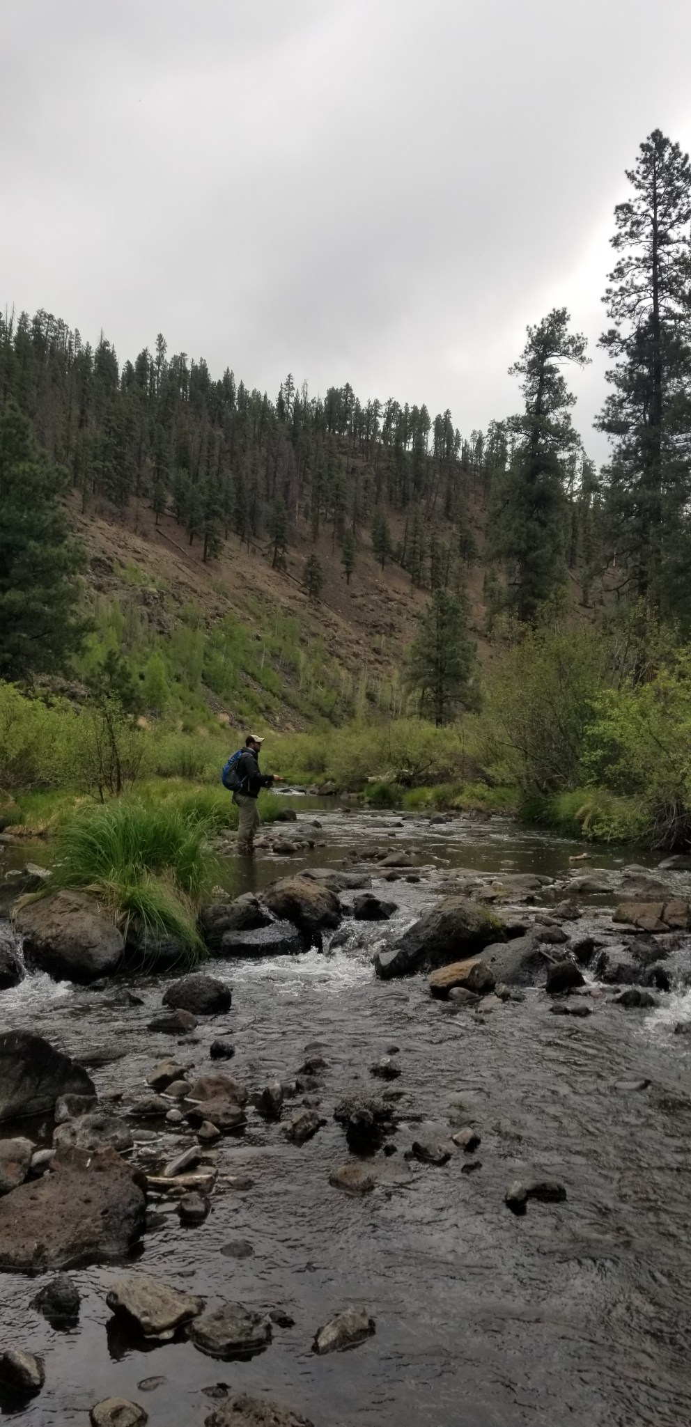 Campground wild browns | Mountains to Marsh