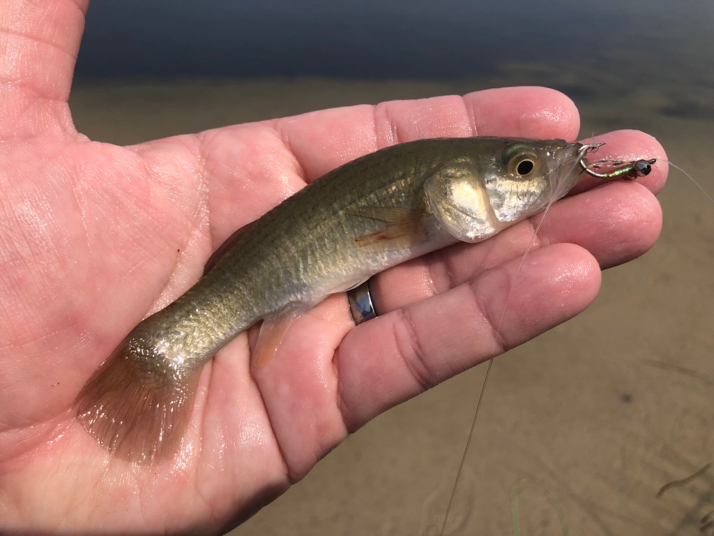 Saltwater Fish | Mountains to Marsh