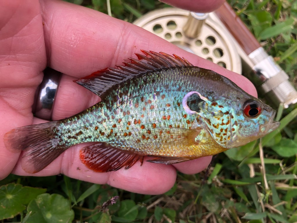 Sunfish ID and Species List | Mountains to Marsh