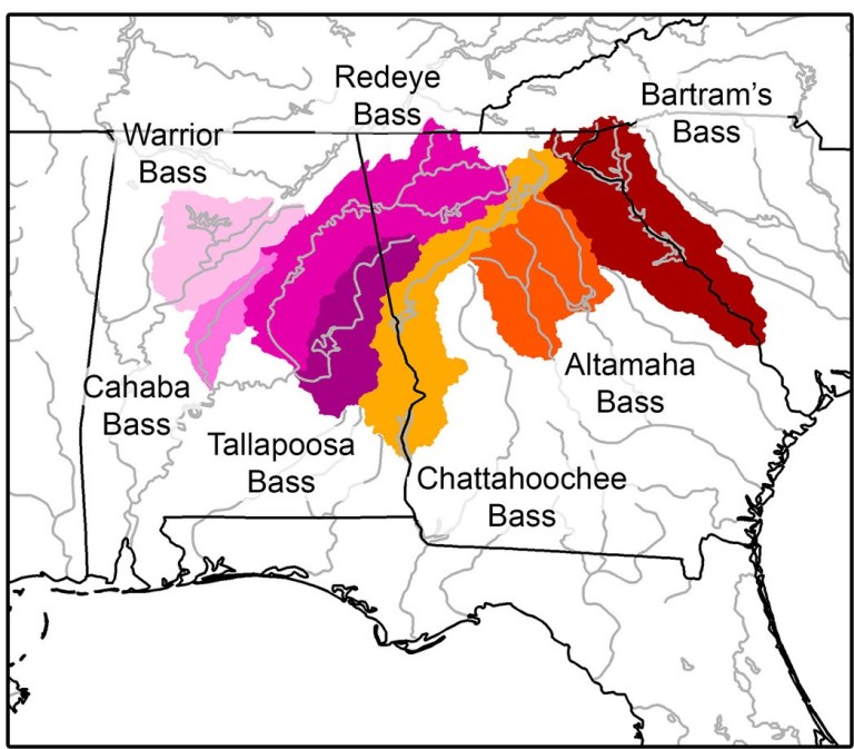 Sunfish ID and Species List | Mountains to Marsh