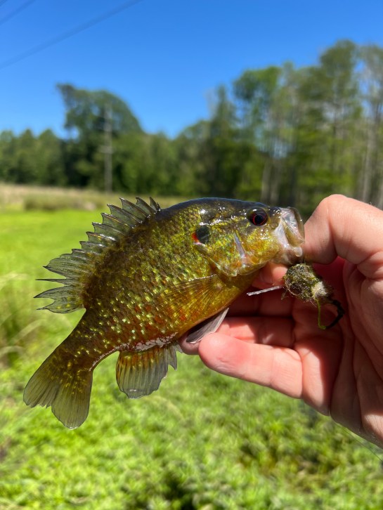 Maurepas Swamp WMA Exploring | Mountains to Marsh