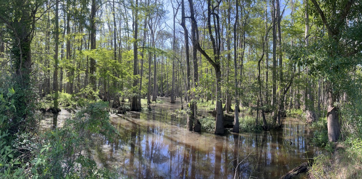 Maurepas Swamp WMA Exploring | Mountains to Marsh